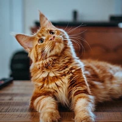 MeowTalk - AI Cat Translator | Understand Your Cat