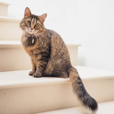 MeowTalk - AI Cat Translator | Understand Your Cat