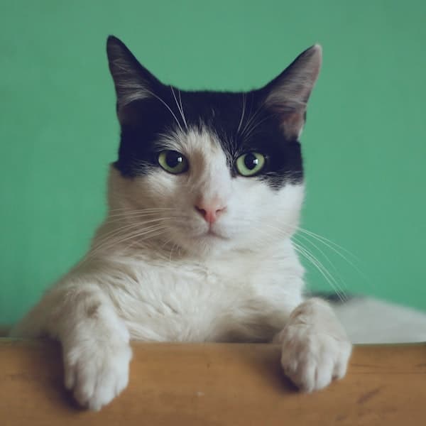 MeowTalk - AI Cat Translator | Understand Your Cat