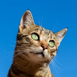 MeowTalk - AI Cat Translator | Understand Your Cat